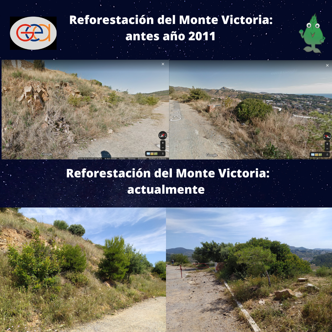 Comparativa histórica del avance de las reforestaciones en el Monte ...