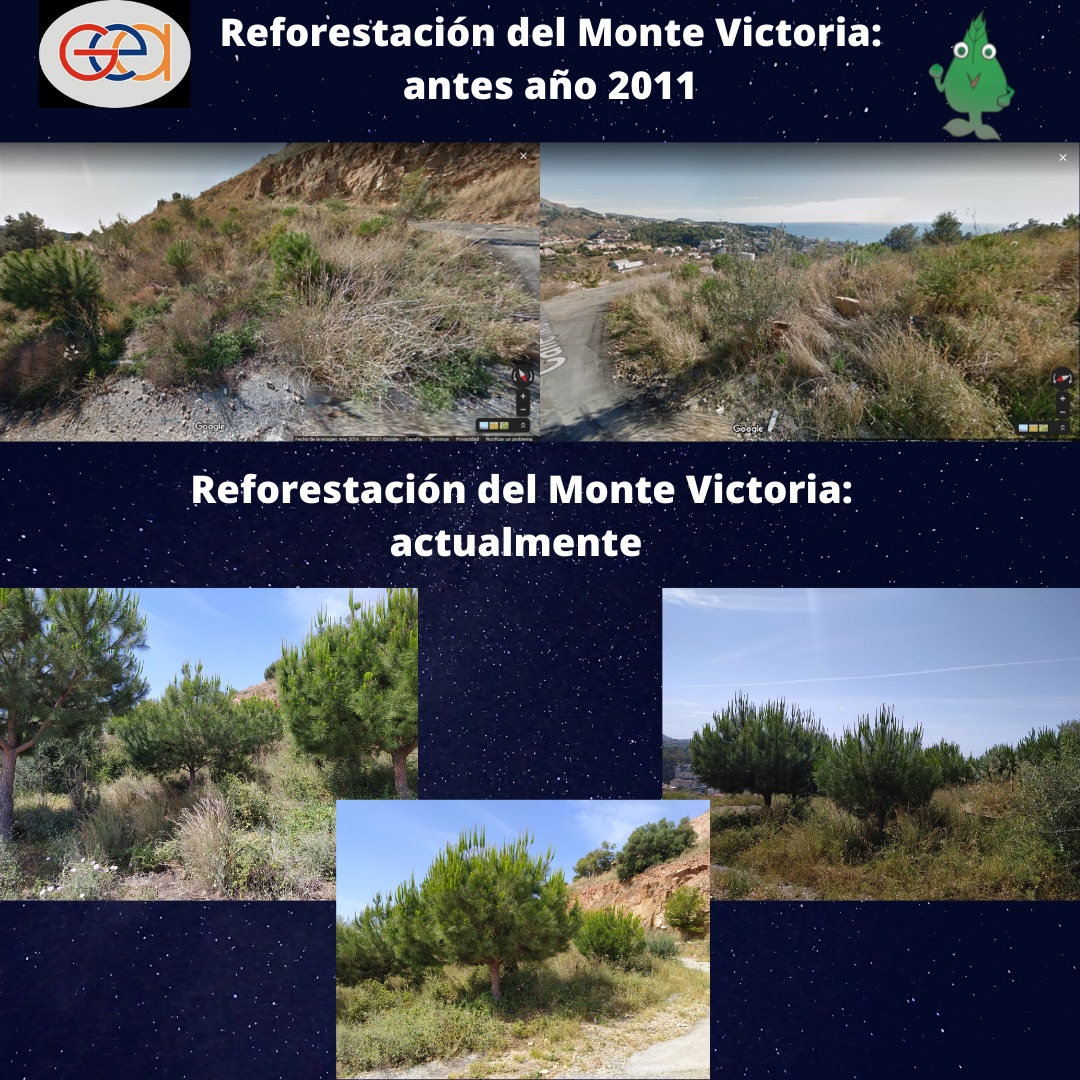 Comparativa histórica del avance de las reforestaciones en el Monte ...