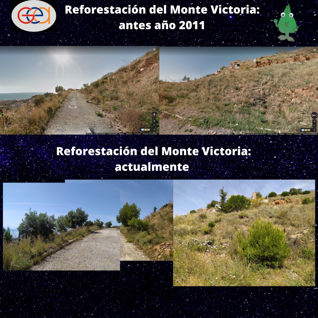 Comparativa histórica del avance de las reforestaciones en el Monte ...